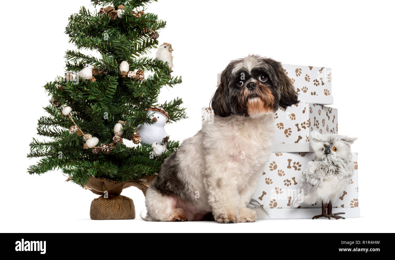 Shih Tzu sitting next to a Christmas tree and presents in front of a ...