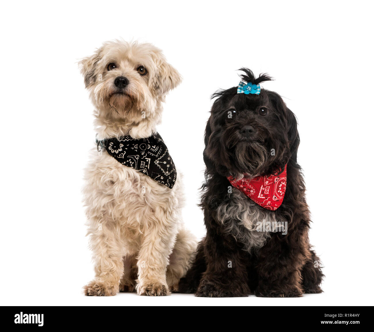 Crossbreed dogs hi-res stock photography and images - Alamy