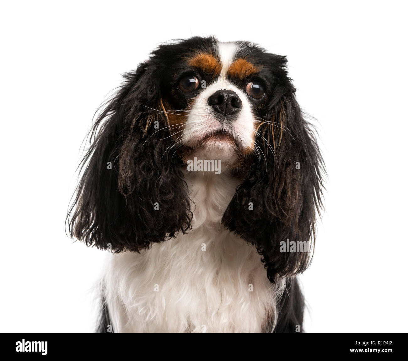 Close-up of a Cavalier King Charles Spaniel (3 years old Stock Photo ...