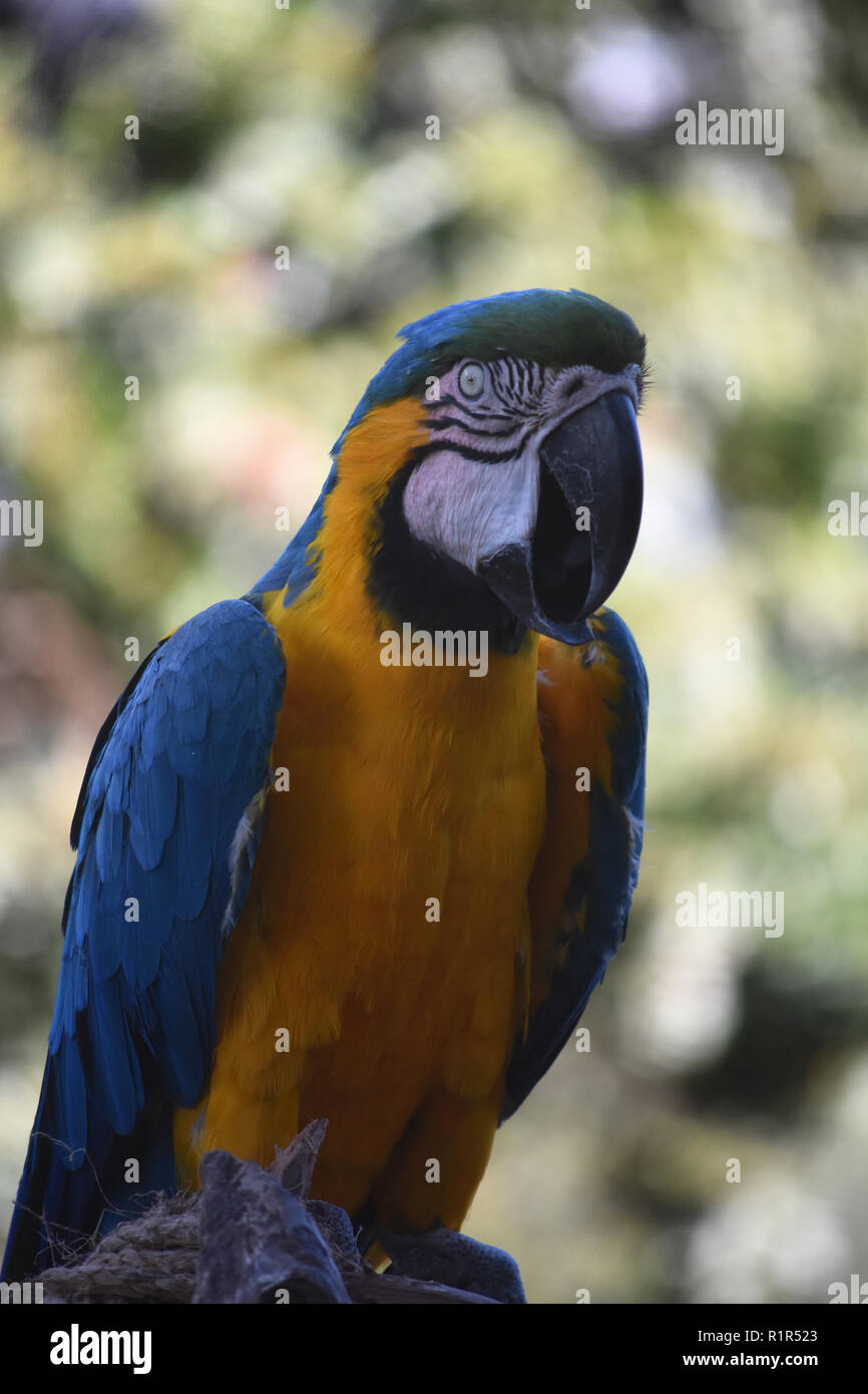 Blue and gold macaw yelling with his beak open Stock Photo - Alamy