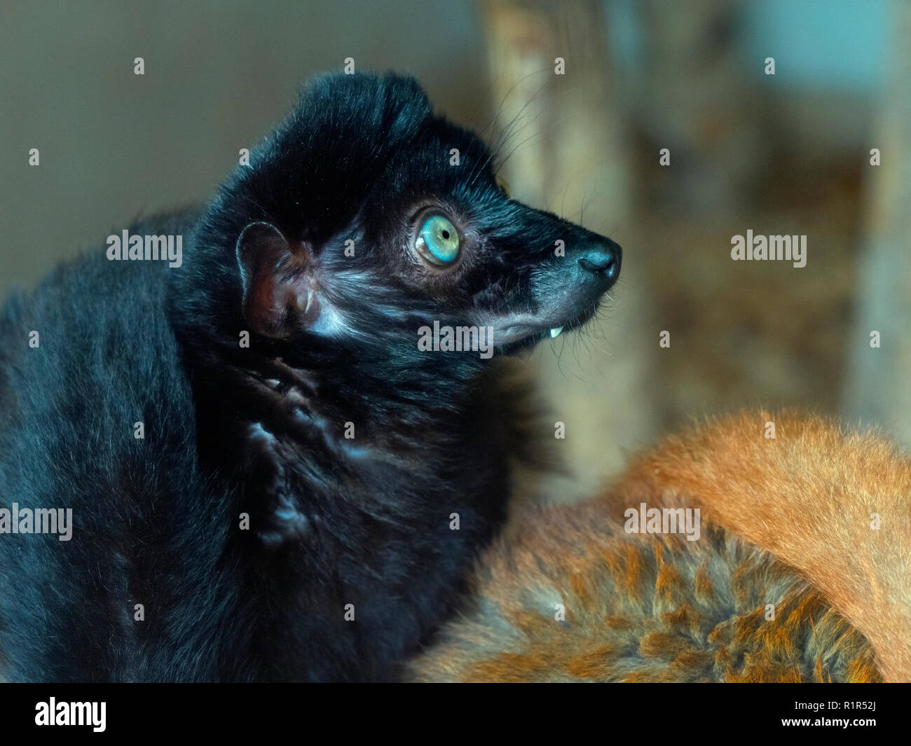 male Blue-eyed black lemur Eulemur flavifrons also known as the Sclater ...