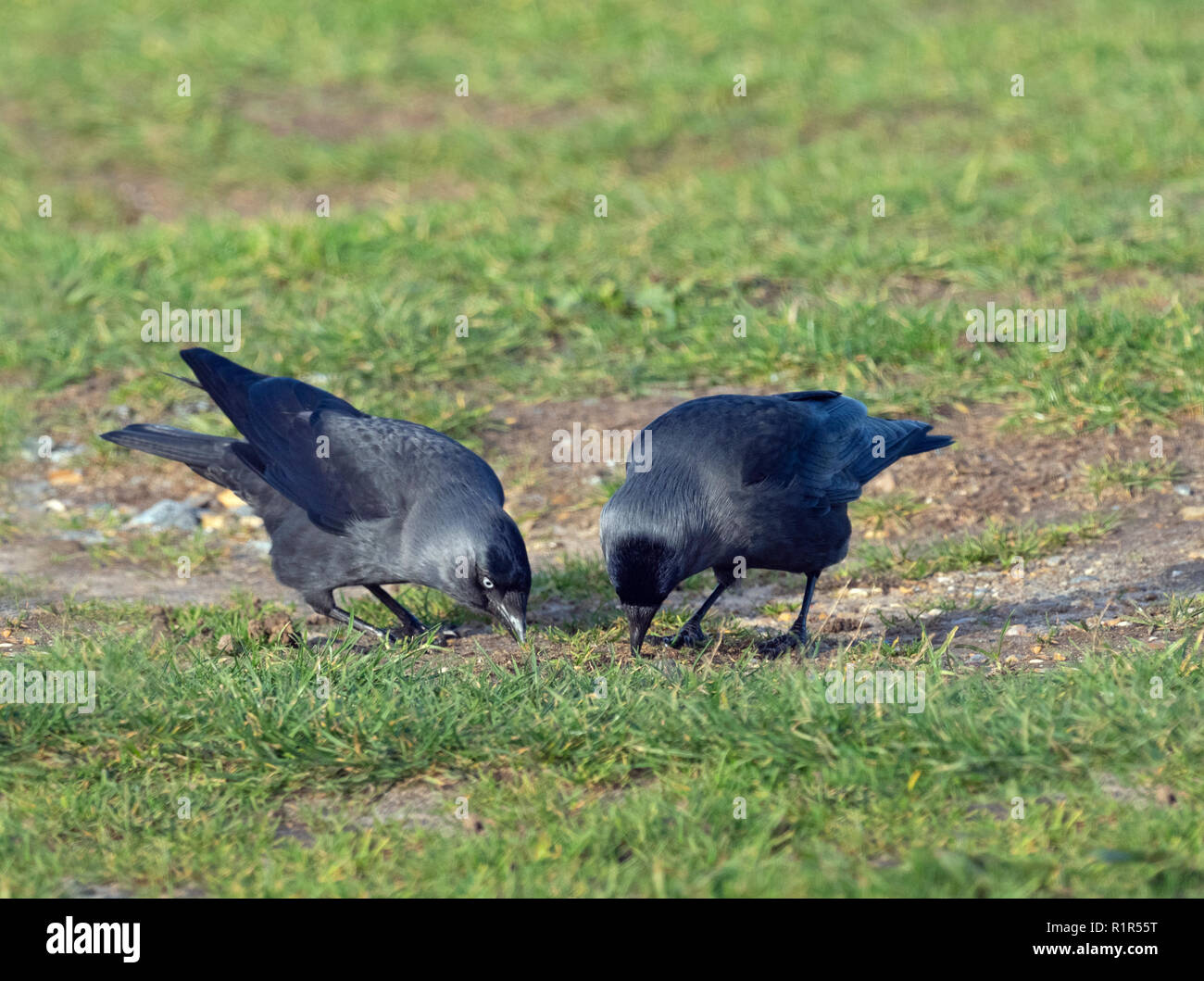 Black jackdaws High Resolution Stock Photography and Images - Alamy