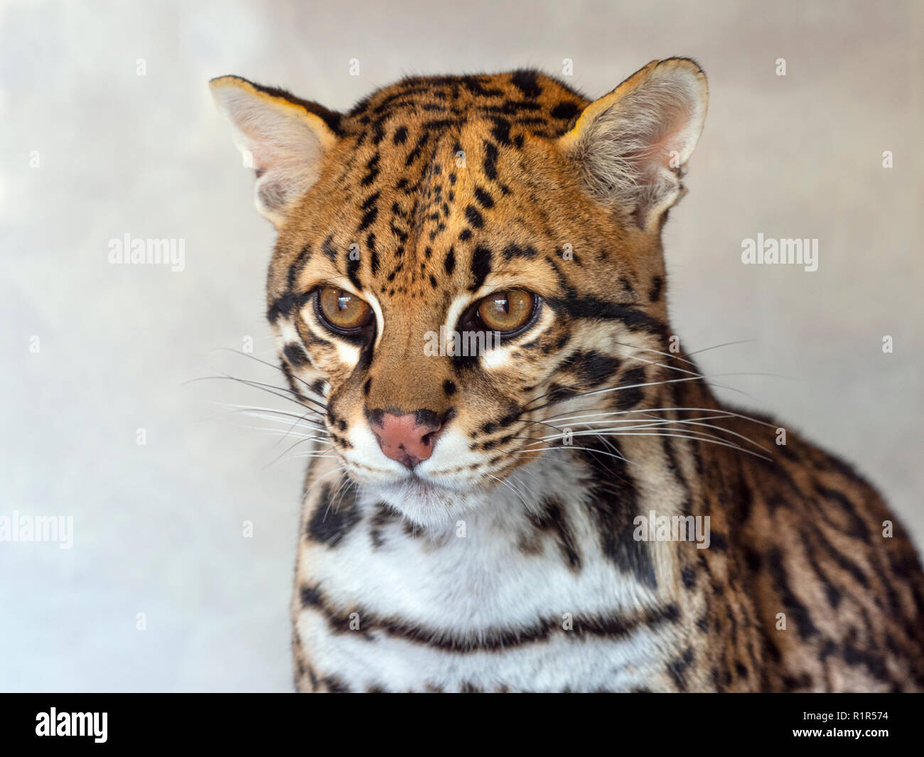 Captive ocelot hi-res stock photography and images - Alamy