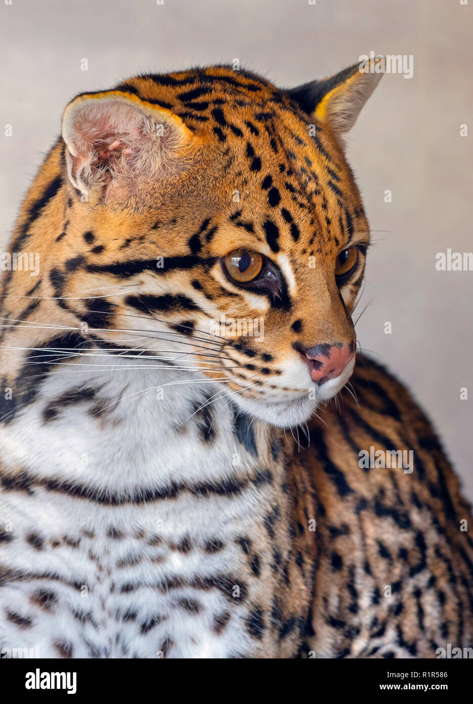 Ocelot Leopardus pardalis Portrait (captive Stock Photo - Alamy