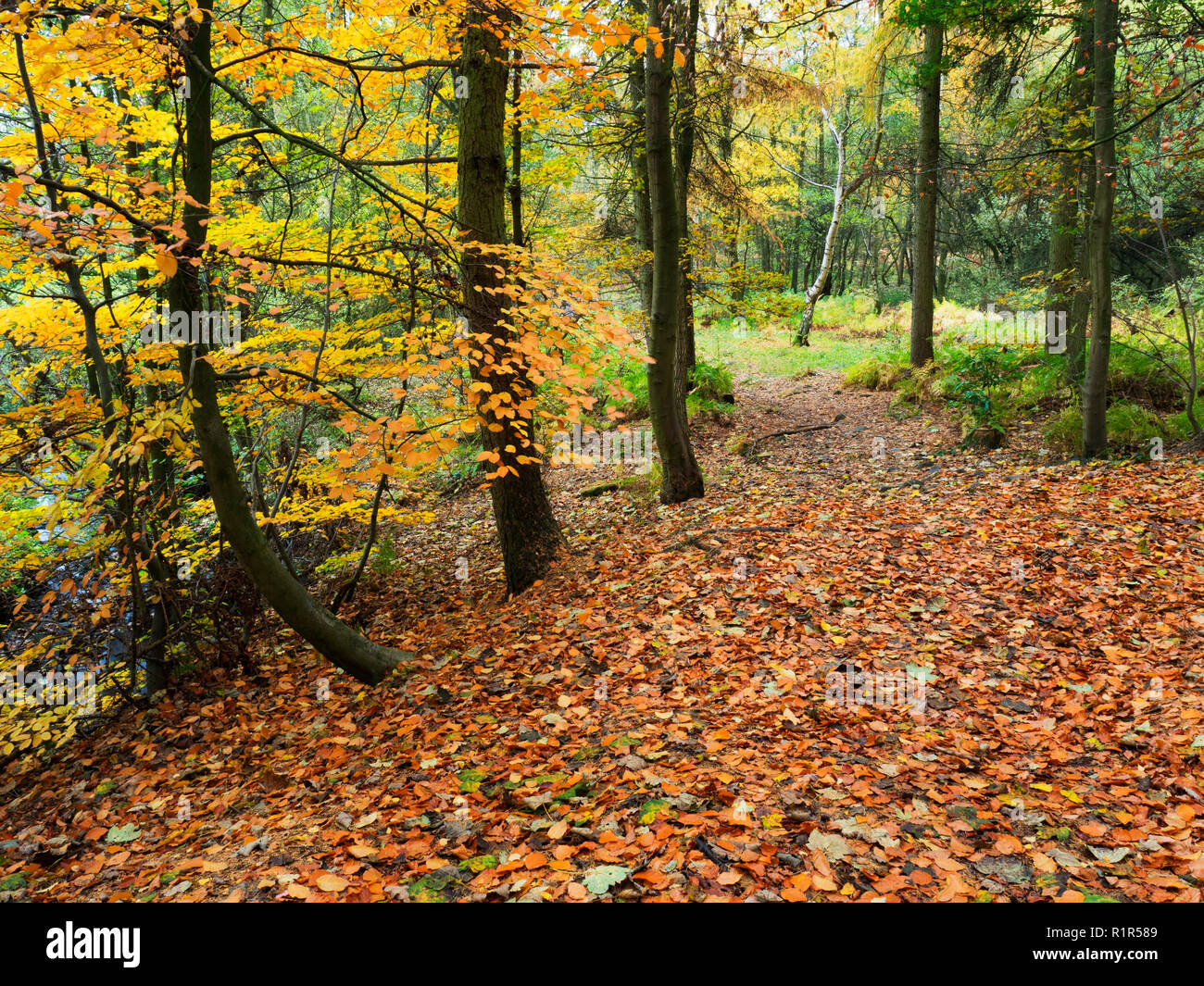 Woodland scene autumn leaves hi-res stock photography and images - Alamy