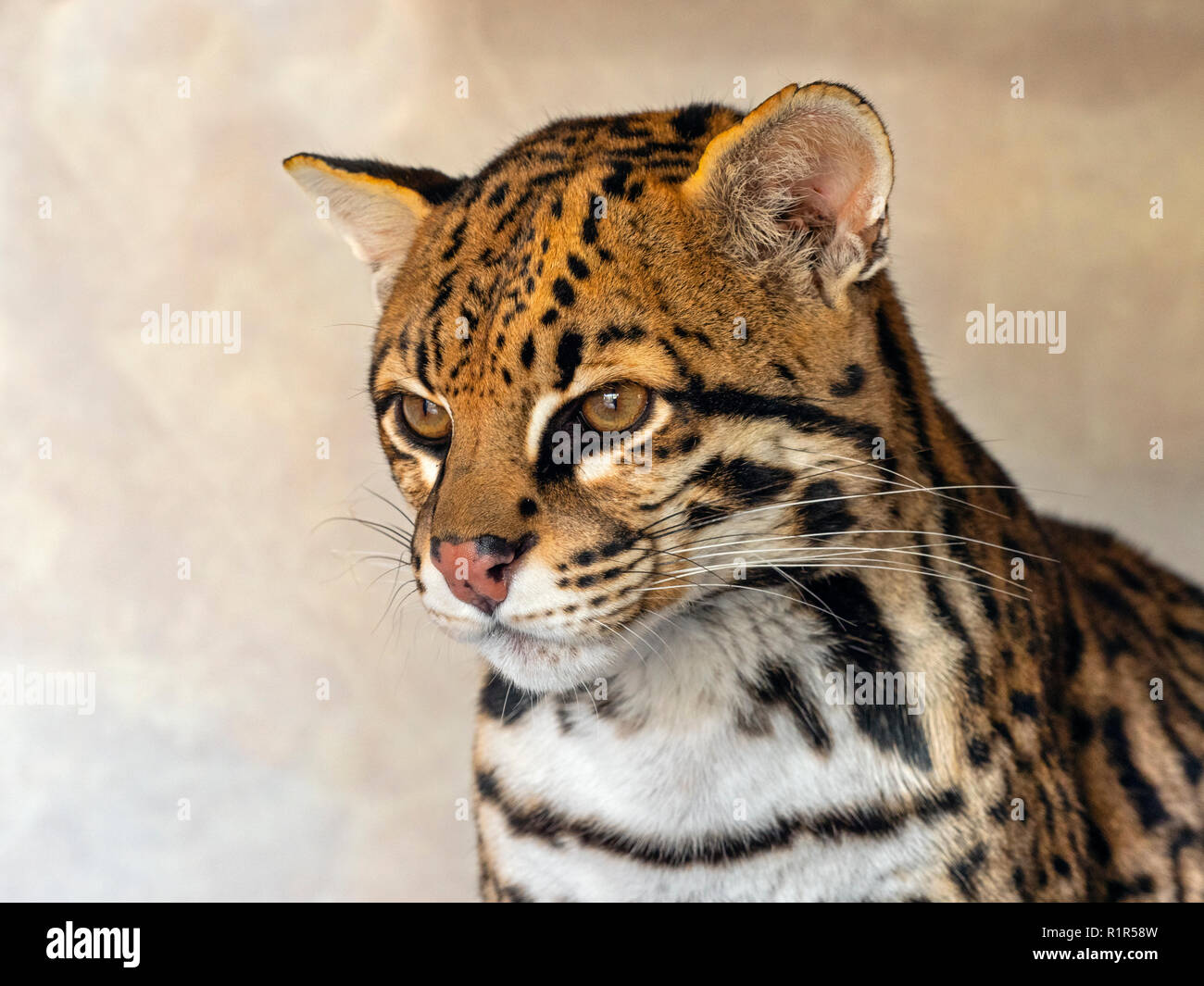 Ocelot Leopardus pardalis Portrait (captive Stock Photo - Alamy