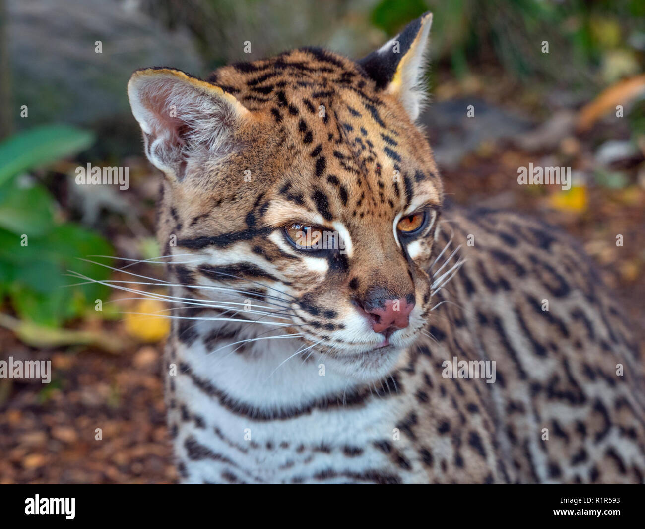 Ocelot Leopardus pardalis Portrait (captive Stock Photo - Alamy