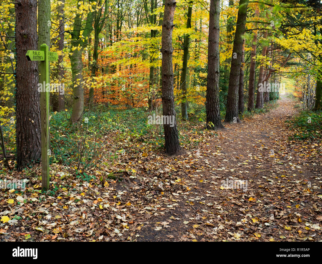 Path through autumn woodland at Hornbeam Park Harrogate North Yorkshire ...