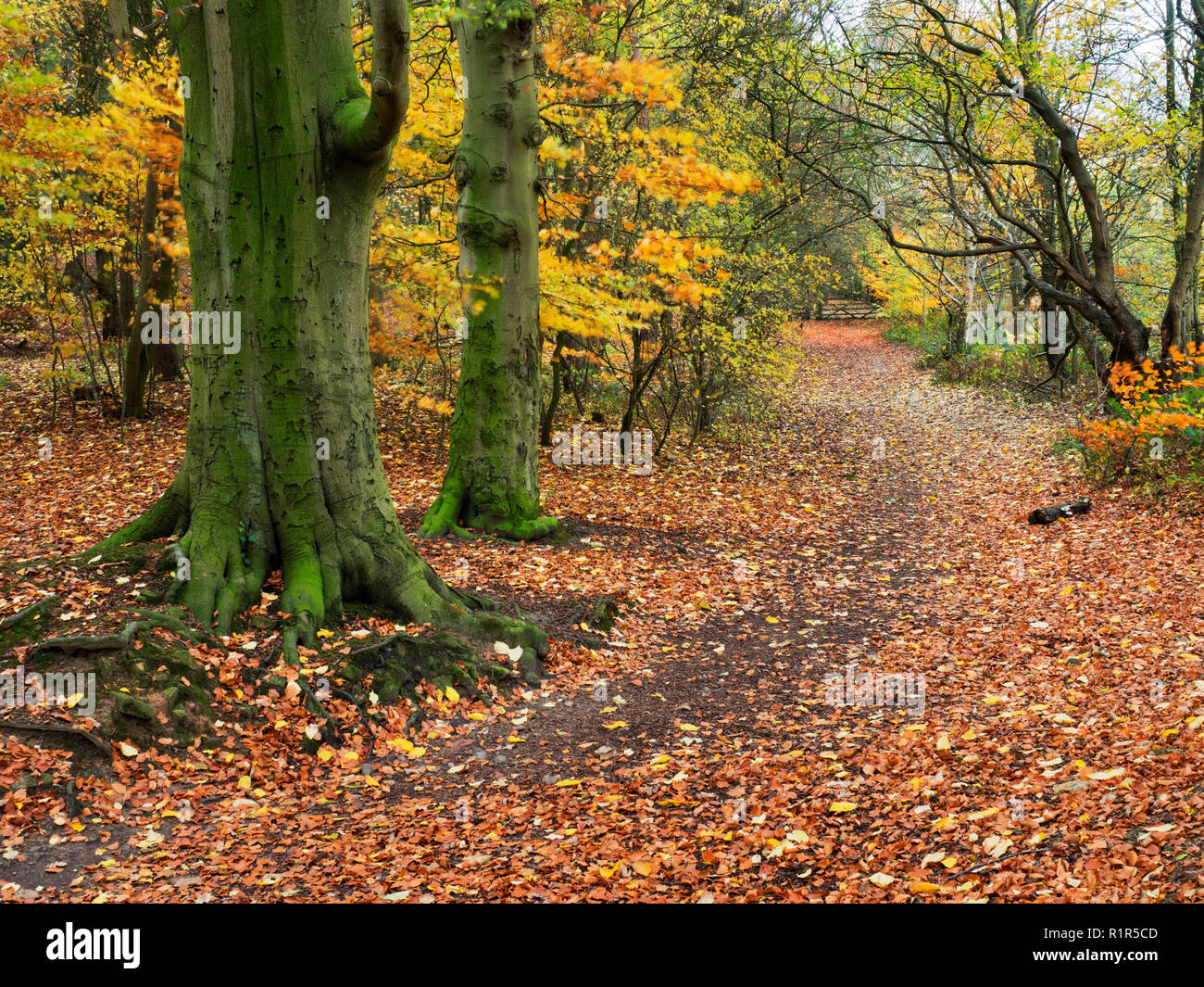 Path through autumn woodland at Hornbeam Park Harrogate North Yorkshire ...