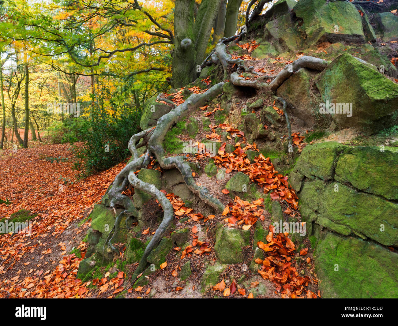 Exposed tree roots on rocks in autumn woodland at Hornbeam Park ...