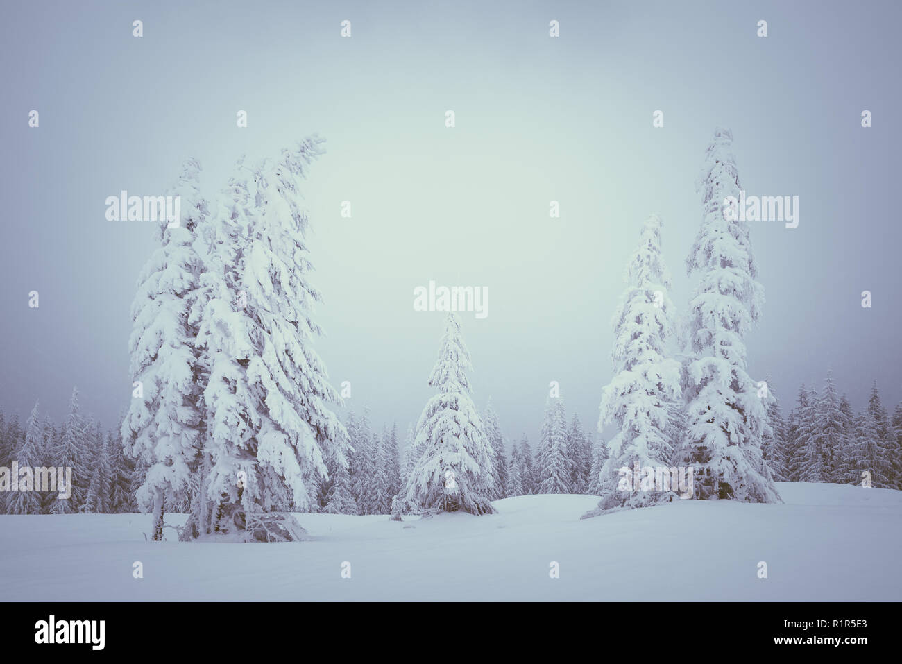 Fog and color hi-res stock photography and images - Alamy