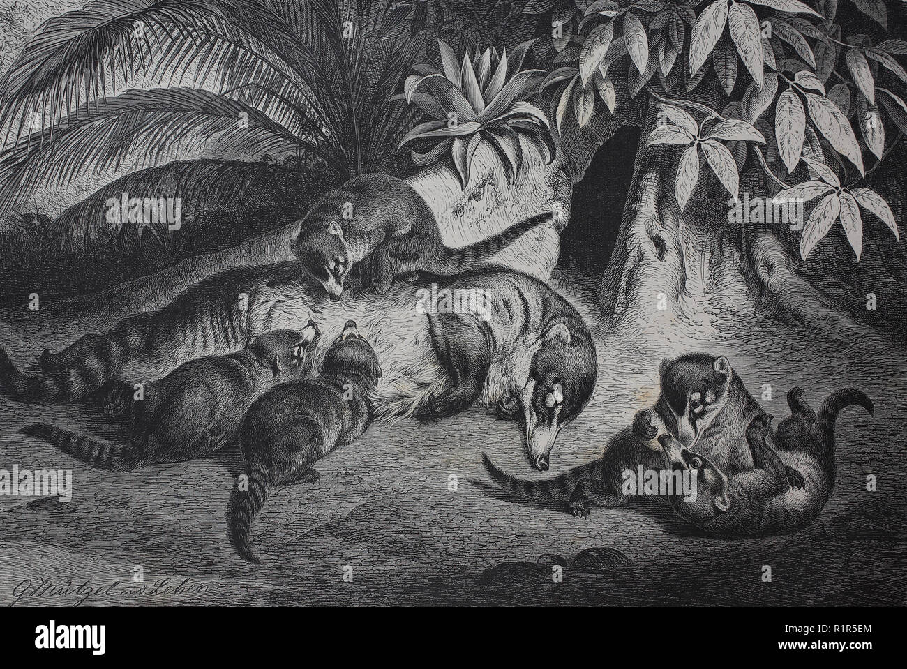 Procyonidae family hi-res stock photography and images - Alamy