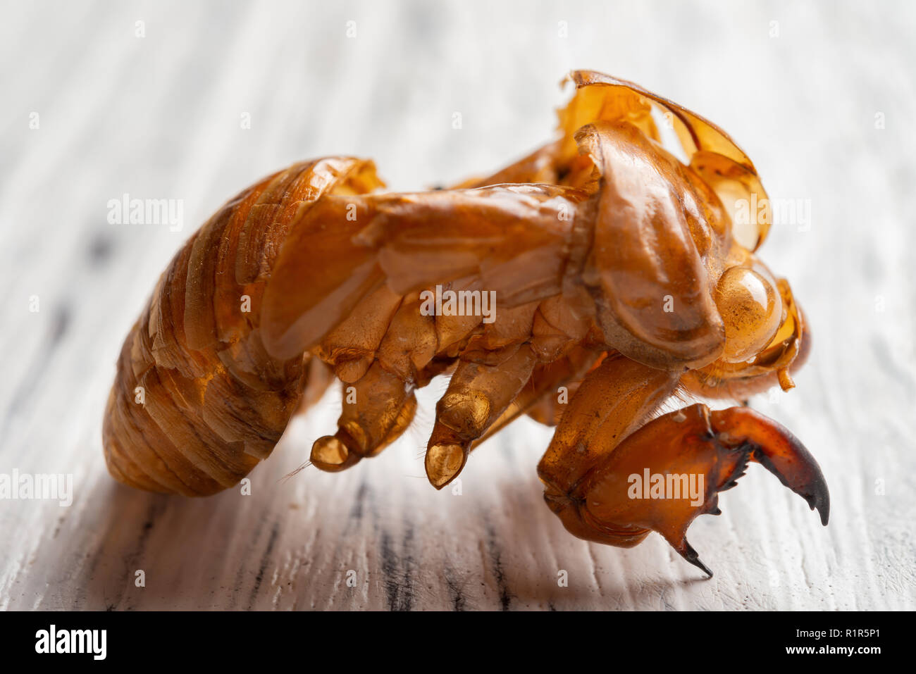 Cicada slough hi-res stock photography and images - Alamy