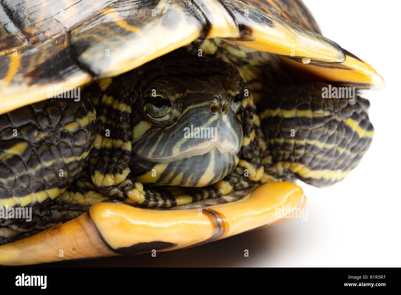Turtle Shell Side View