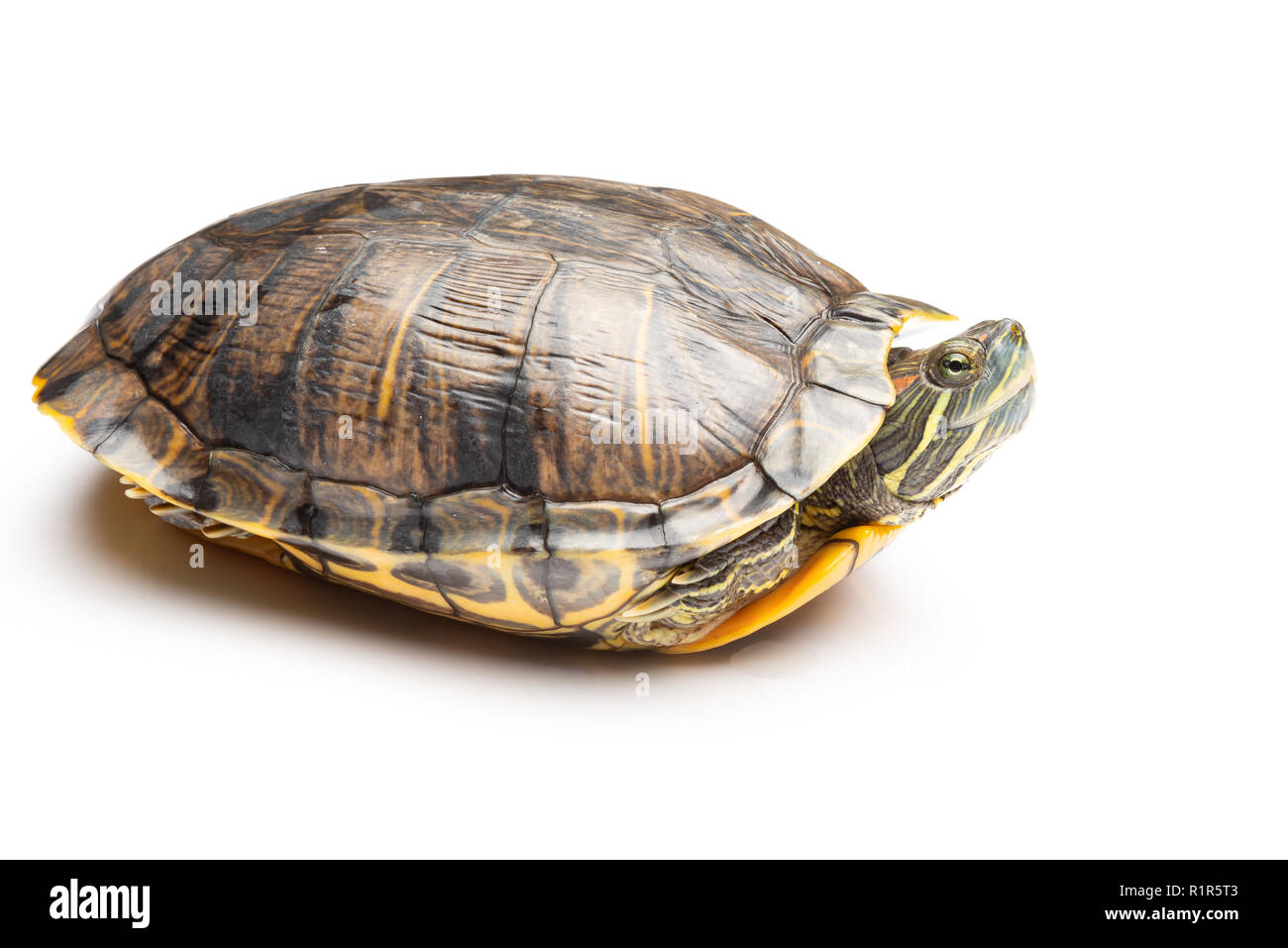 side view pet turtle red-eared slider or Trachemys scripta elegans on ...