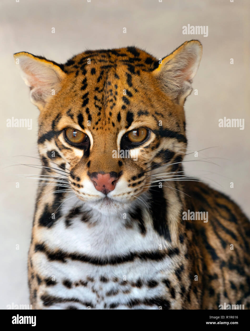 Ocelot Leopardus pardalis Portrait (captive Stock Photo - Alamy