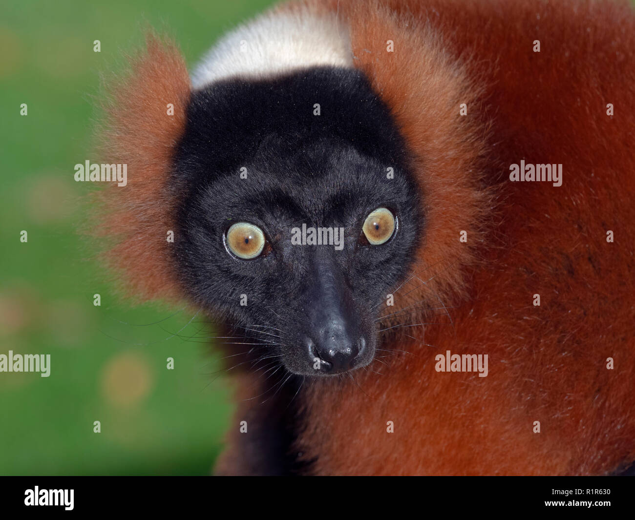 Red-ruffed lemur Varecia rubra Captive portrait Stock Photo - Alamy