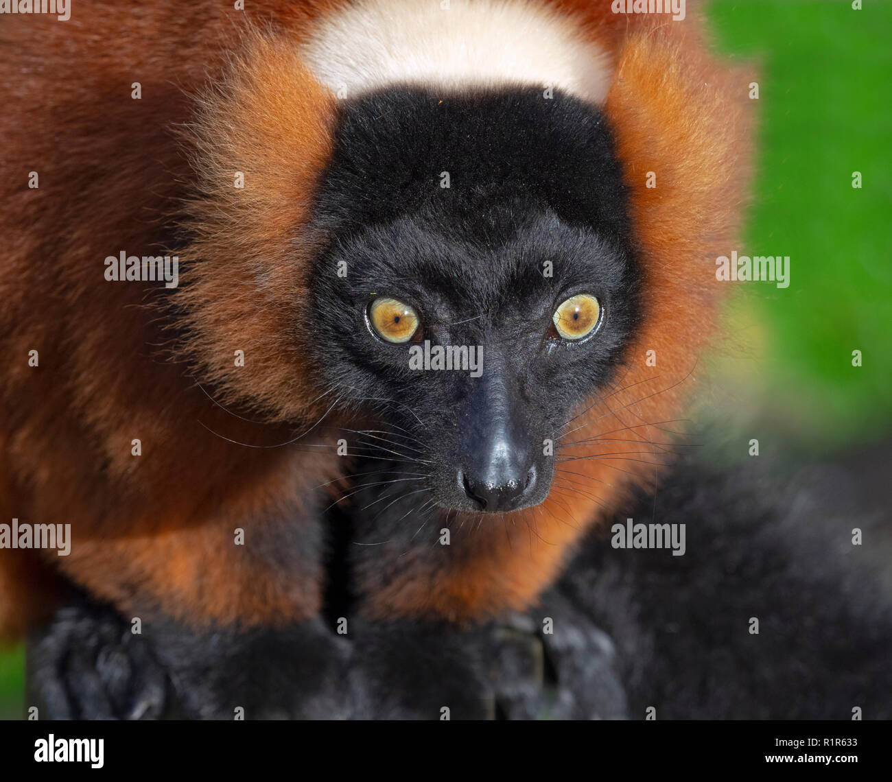 Red ruffed lemur grooming hi-res stock photography and images - Alamy