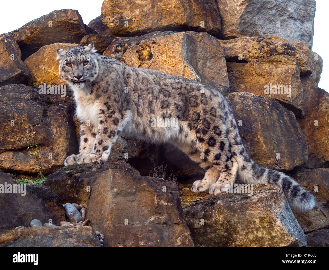 Portrait of captive Snow leopard or ounce Panthera uncia Stock Photo ...