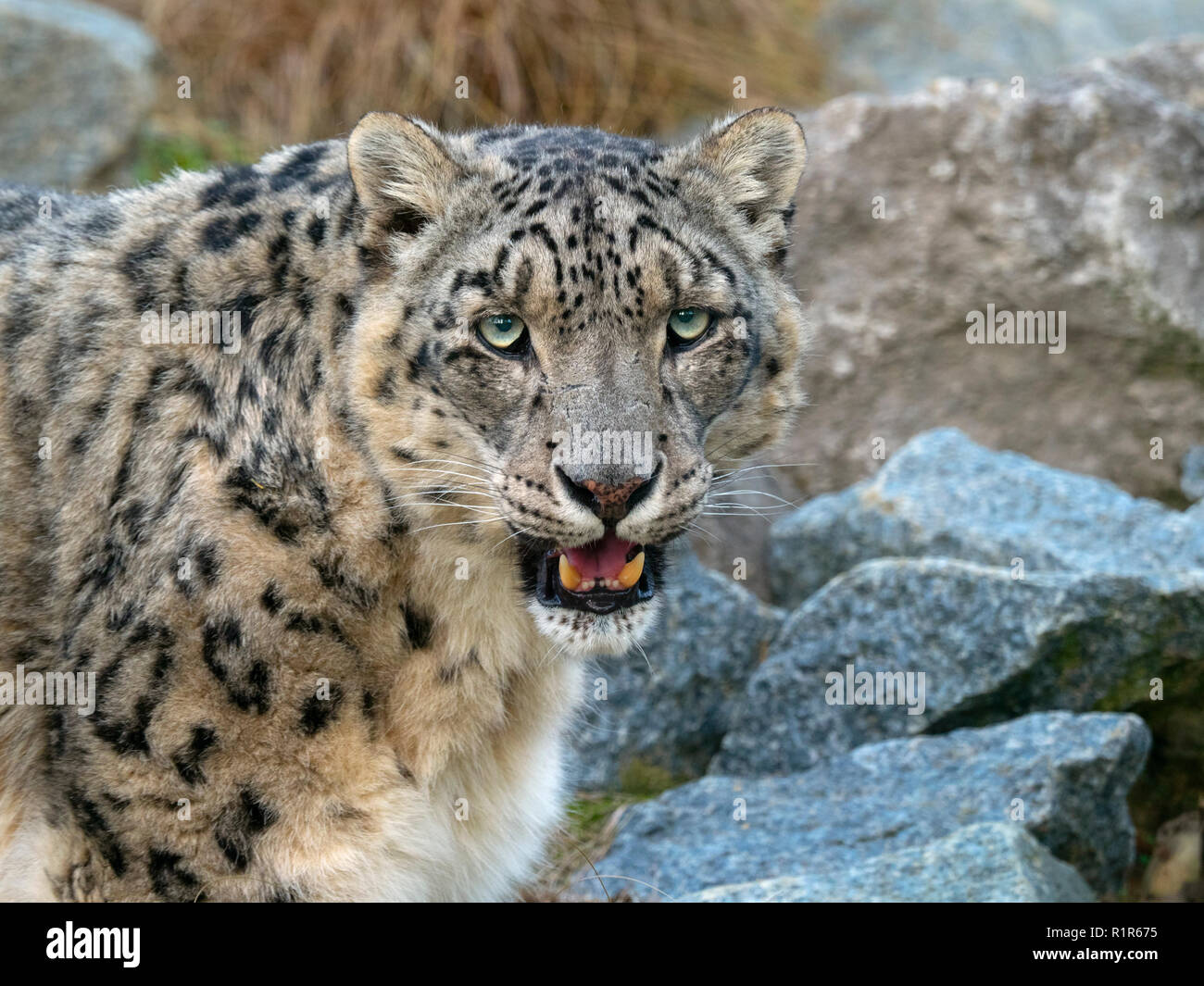 Portrait of captive Snow leopard or ounce Panthera uncia Stock Photo ...