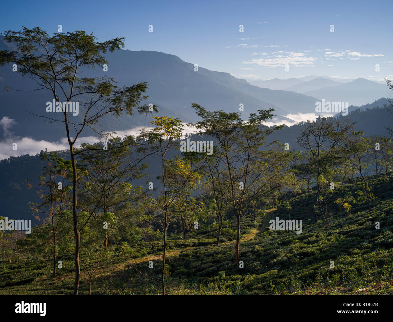 Scenic view of landscape, Darjeeling, West Bengal, India Stock Photo ...