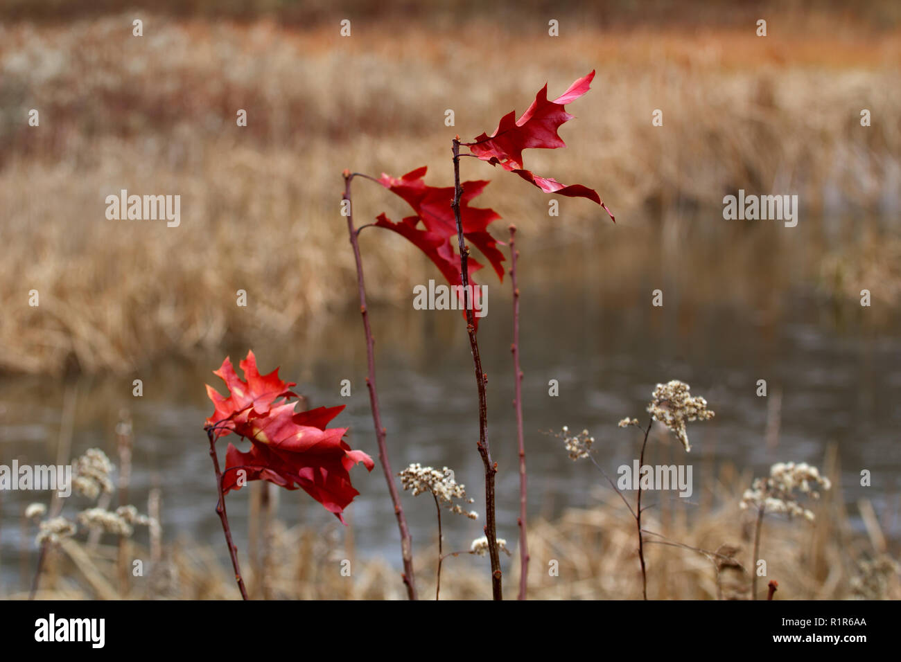 Red oak sapling hi-res stock photography and images - Alamy