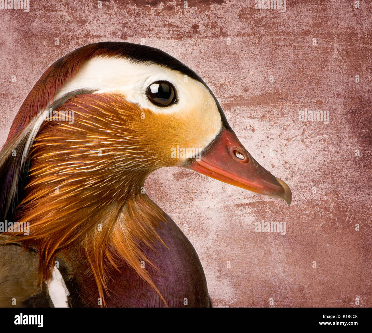 Mandarin duck in front of a Brown Stock Photo - Alamy