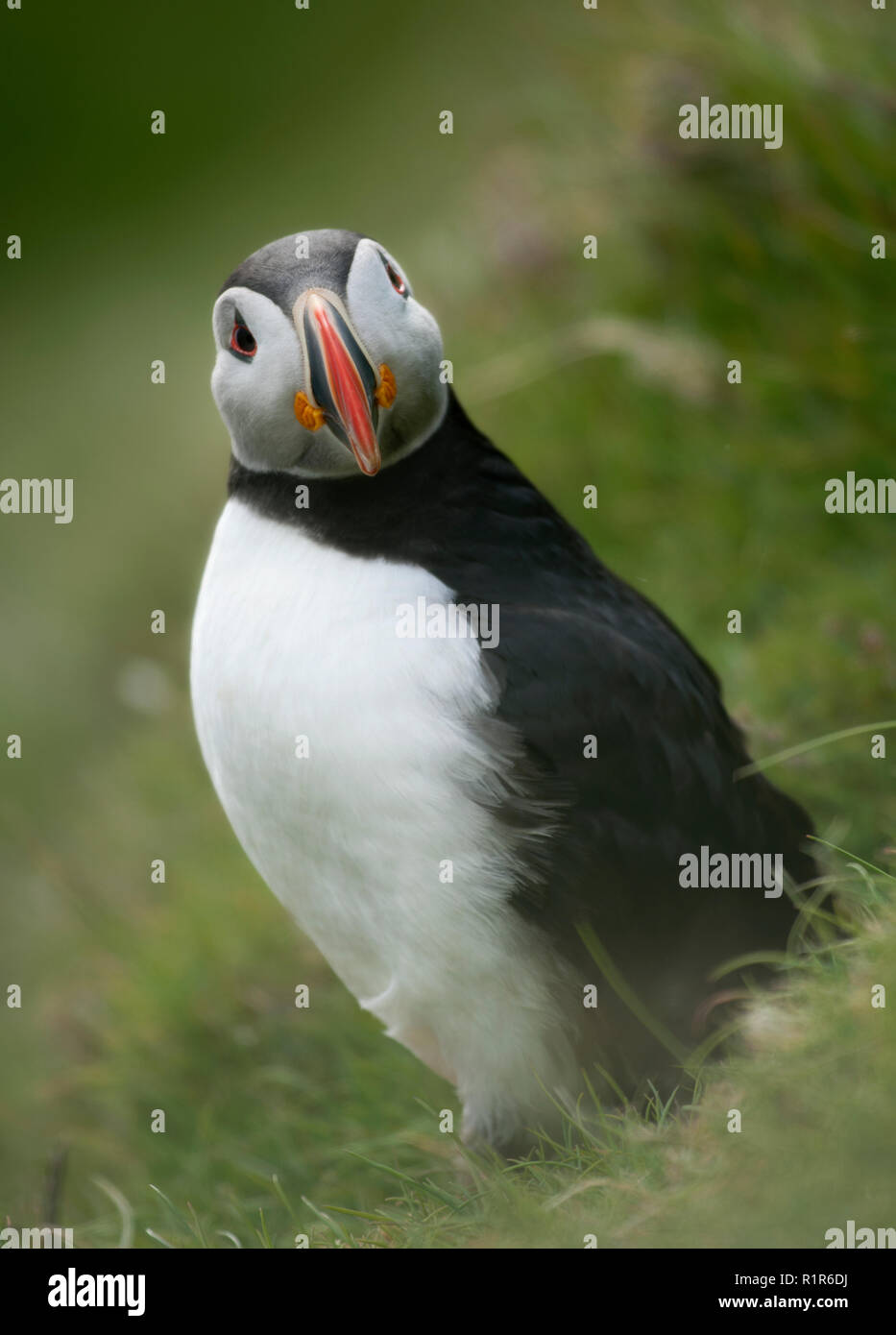 Atlantic Puffin or Common Puffin, Fratercula arctica, on Mykines, Faroe ...