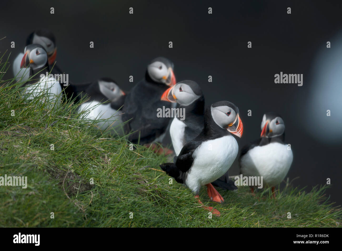 Atlantic Puffin or Common Puffin, Fratercula arctica, on Mykines, Faroe ...