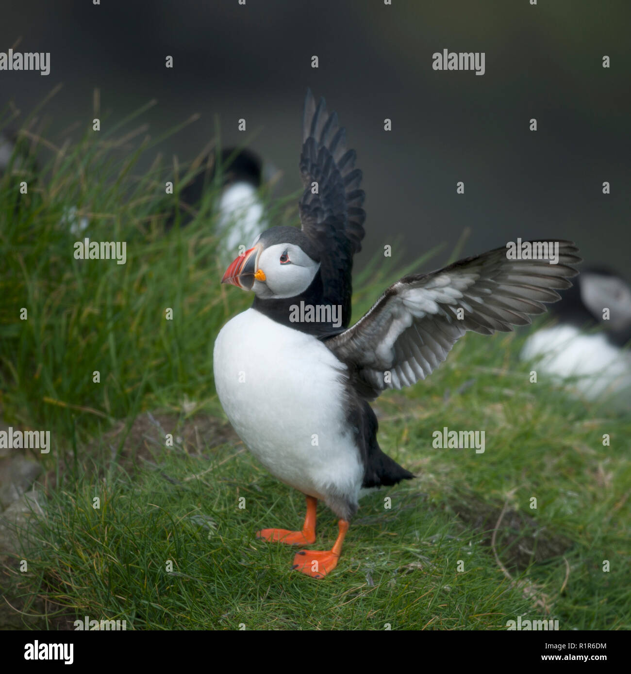 Atlantic Puffin or Common Puffin, Fratercula arctica, on Mykines, Faroe ...