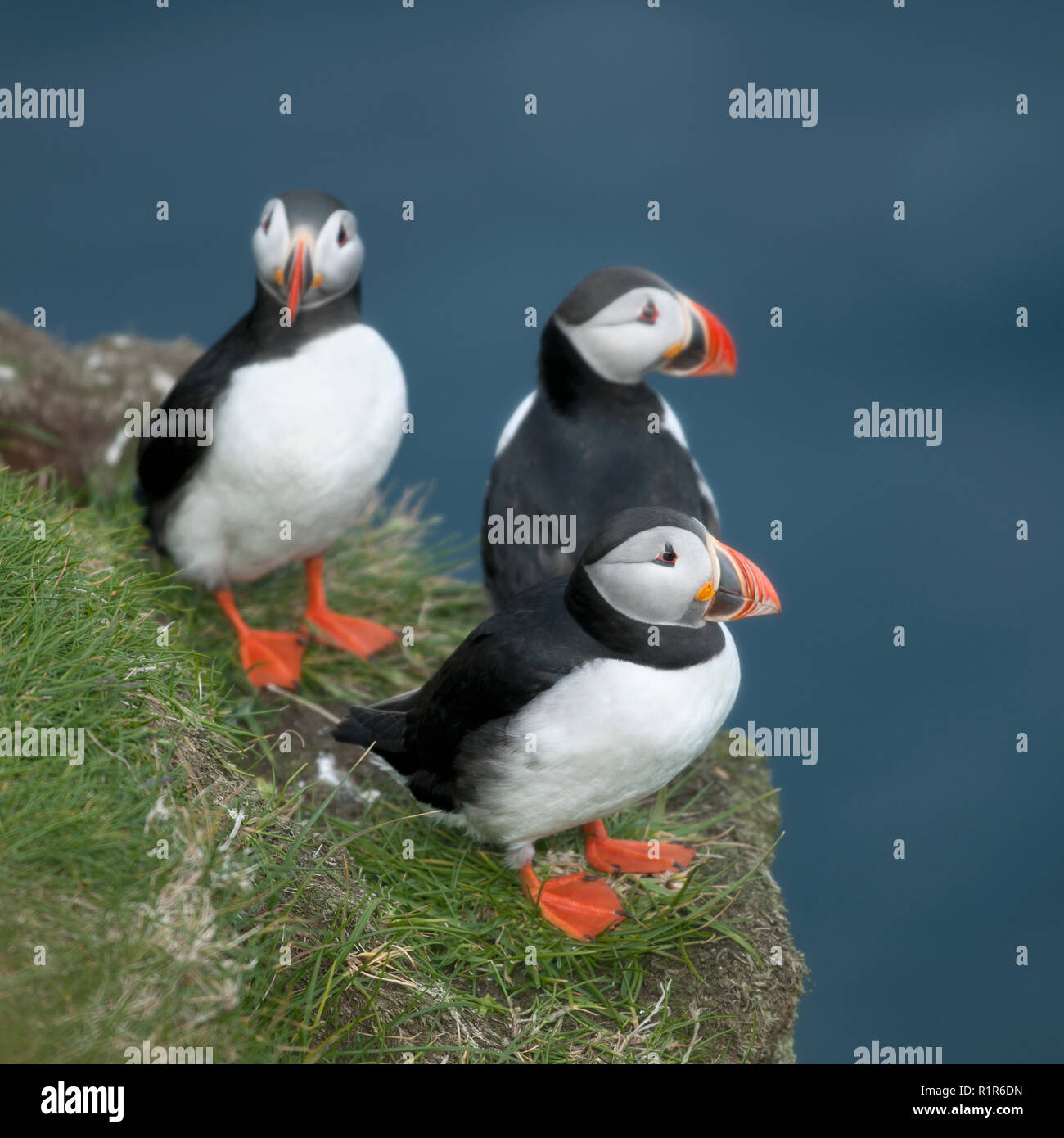 Puffin colony on the hill hi-res stock photography and images - Alamy