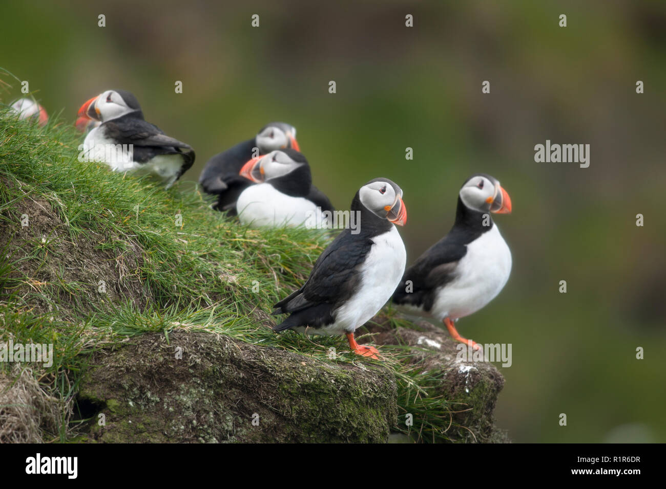 Atlantic Puffin or Common Puffin, Fratercula arctica, on Mykines, Faroe ...