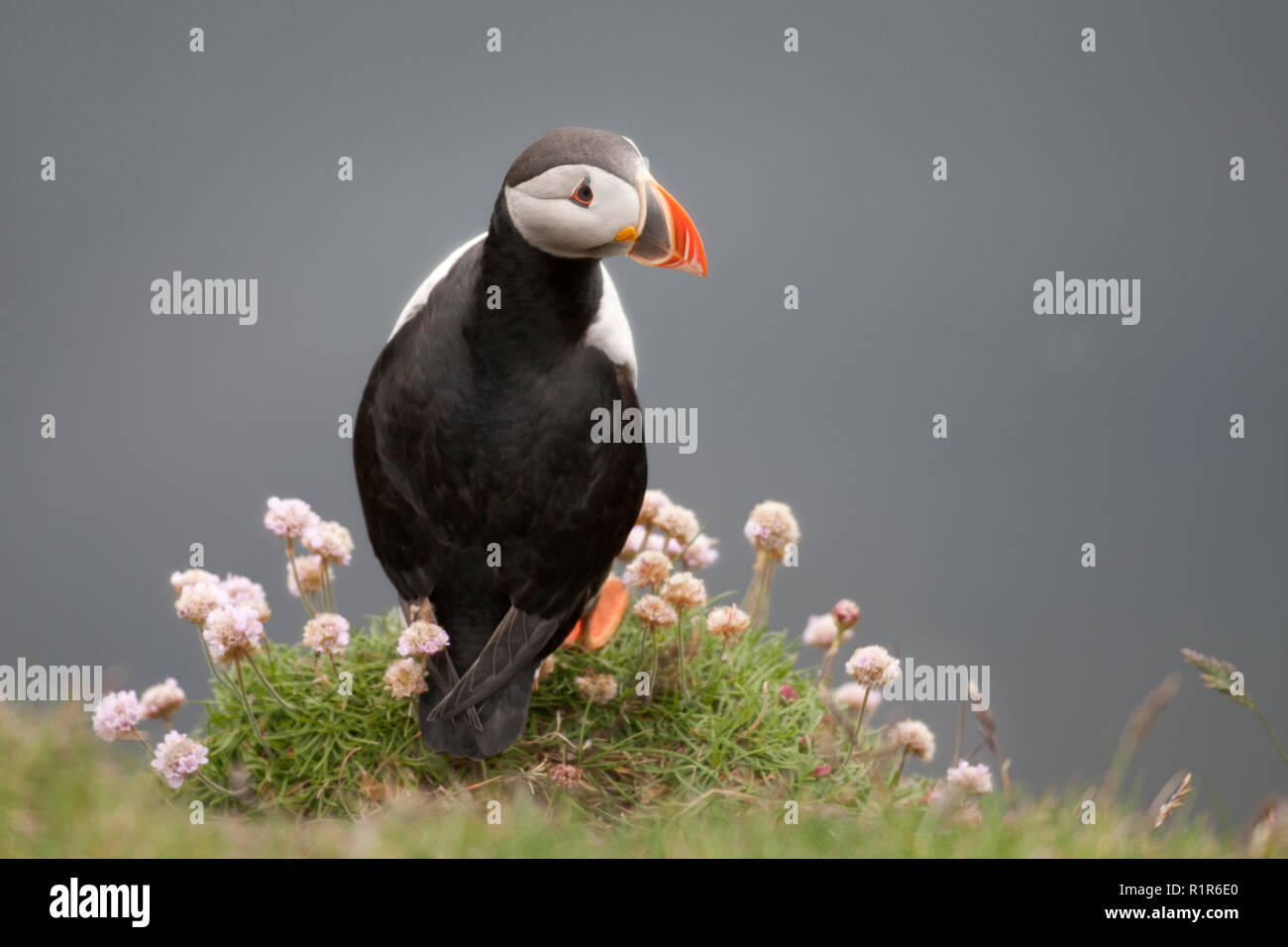 Atlantic Puffin or Common Puffin, Fratercula arctica, on Mykines, Faroe ...
