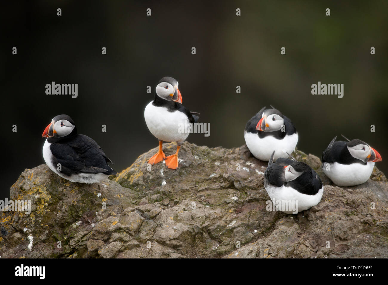 Atlantic Puffin or Common Puffin, Fratercula arctica, on Mykines, Faroe ...