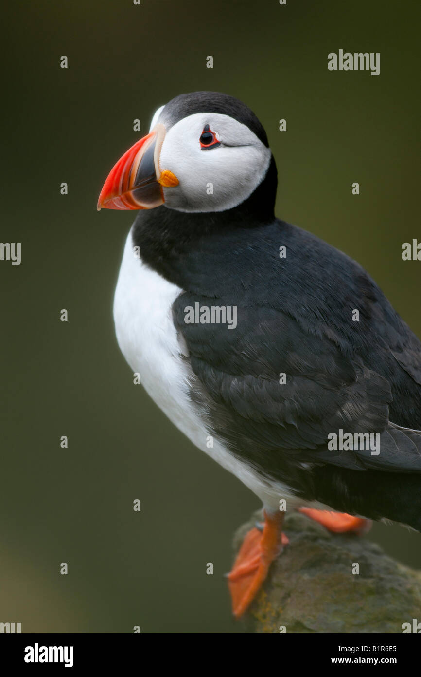Atlantic Puffin or Common Puffin, Fratercula arctica, on Mykines, Faroe ...