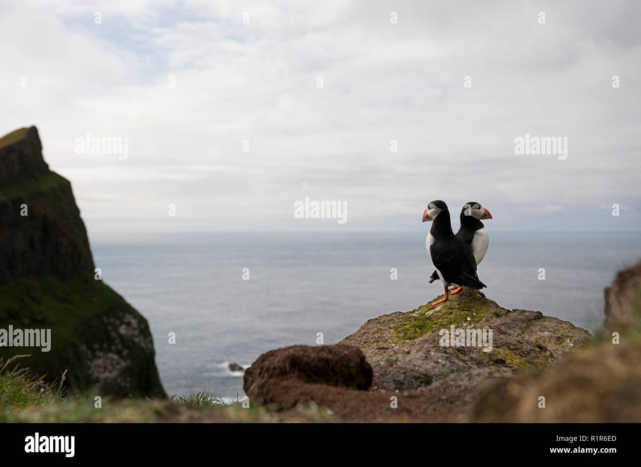 Atlantic Puffin or Common Puffin, Fratercula arctica, on Mykines, Faroe ...