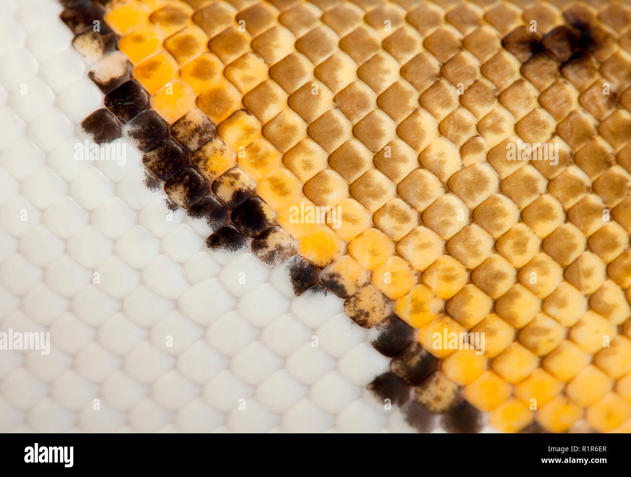 Python skin hi-res stock photography and images - Alamy