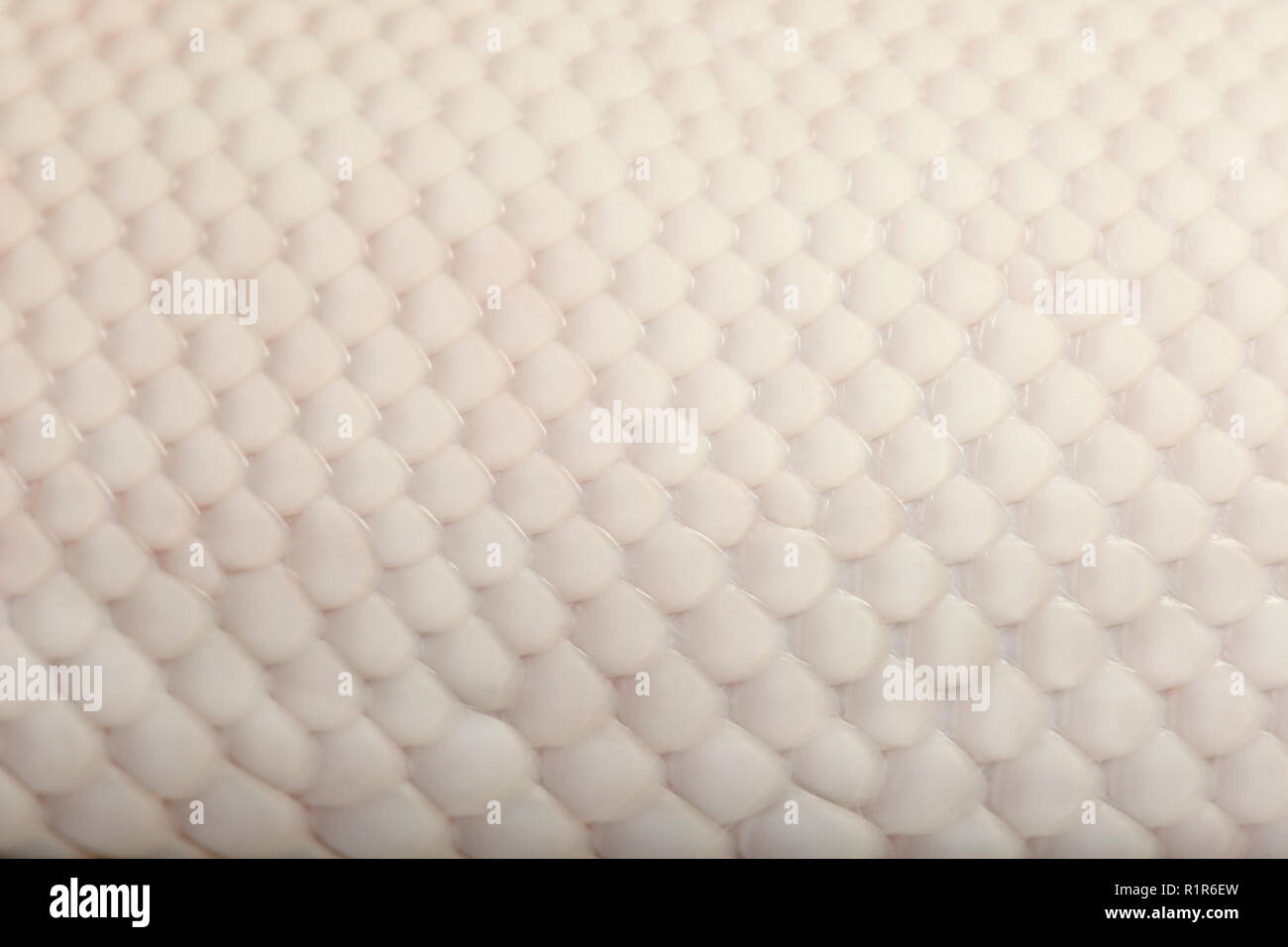 Close-up of Female Pied Spider Royal python skin, ball python, Python ...