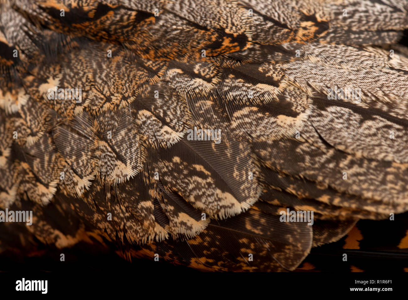 Nightjar feathers hi-res stock photography and images - Alamy