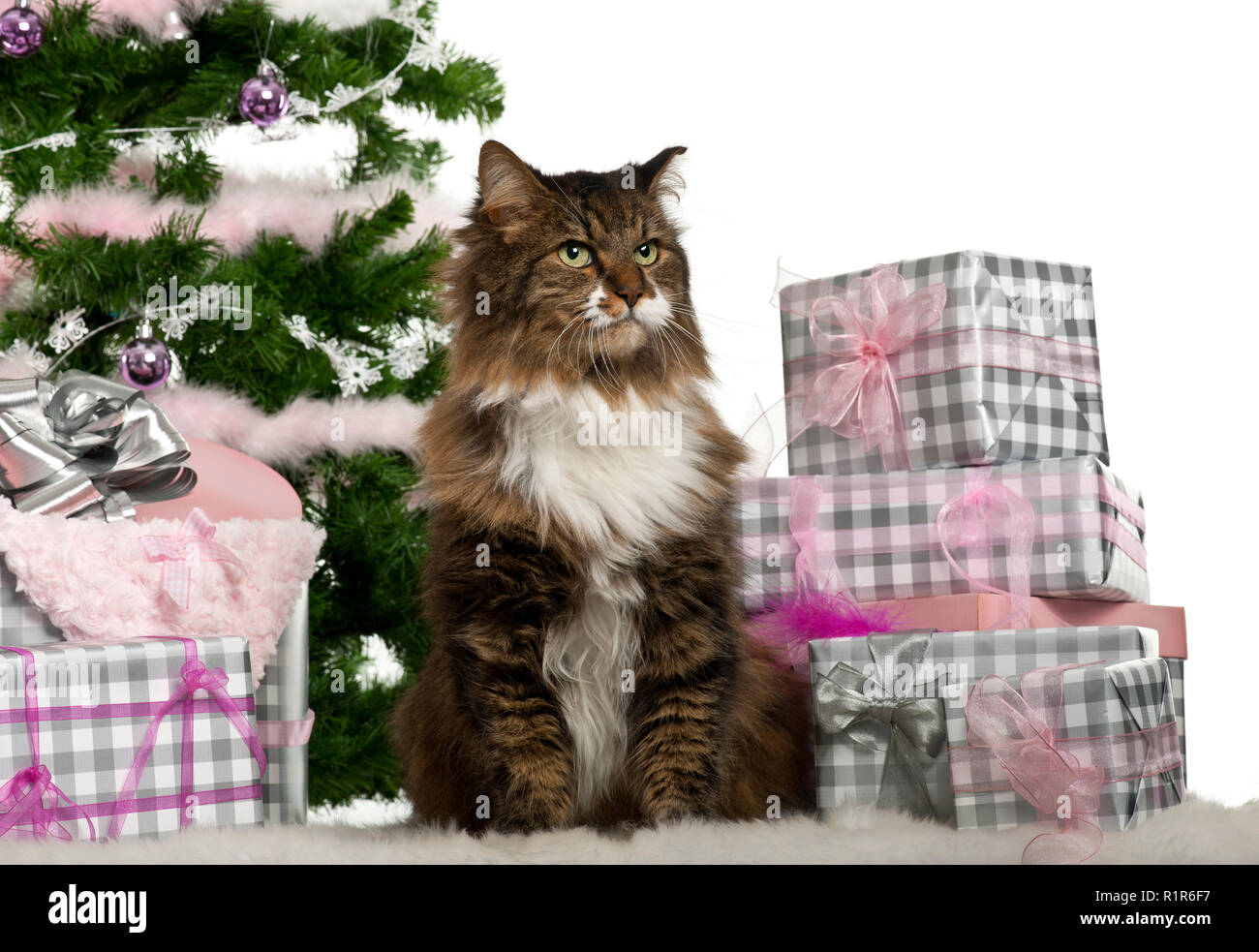 White cat in front tree hi-res stock photography and images - Alamy