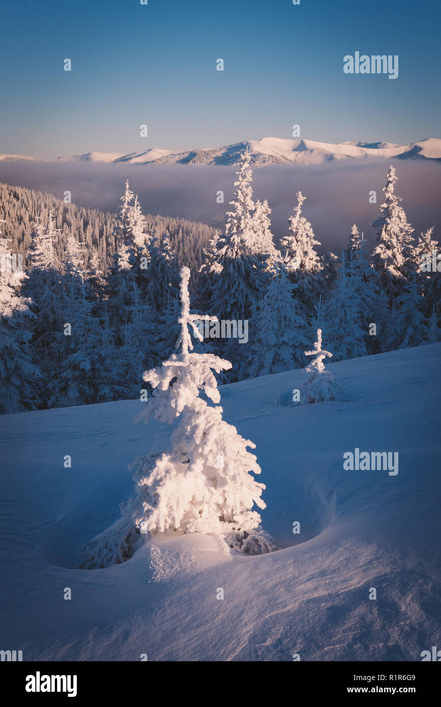 White fir tree landscape hi-res stock photography and images - Alamy