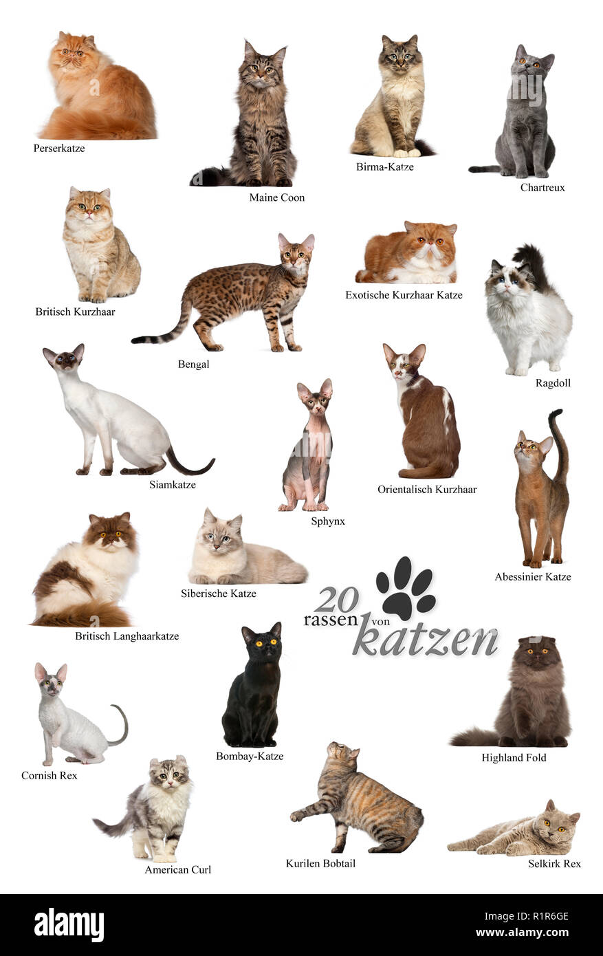 Cat breeds poster in German Stock Photo - Alamy
