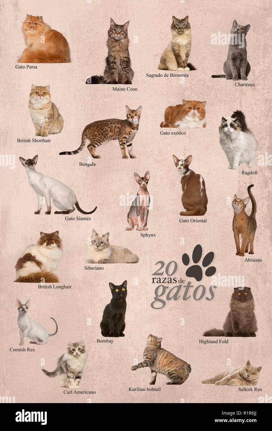 Cat breeds poster in Spanish Stock Photo - Alamy