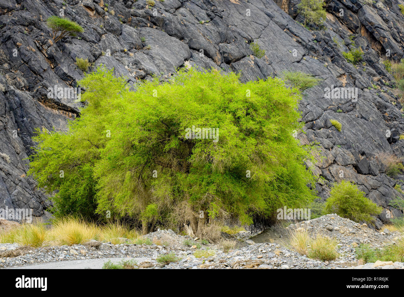 Panoramic view of green trees in Wadi Bani in Western Hajar, Oman Stock ...