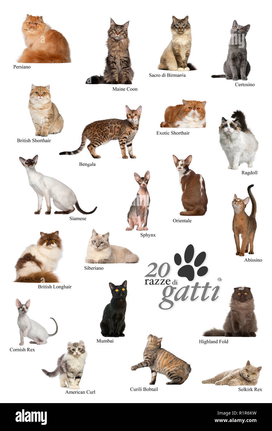 Cat breeds poster in Italian Stock Photo - Alamy
