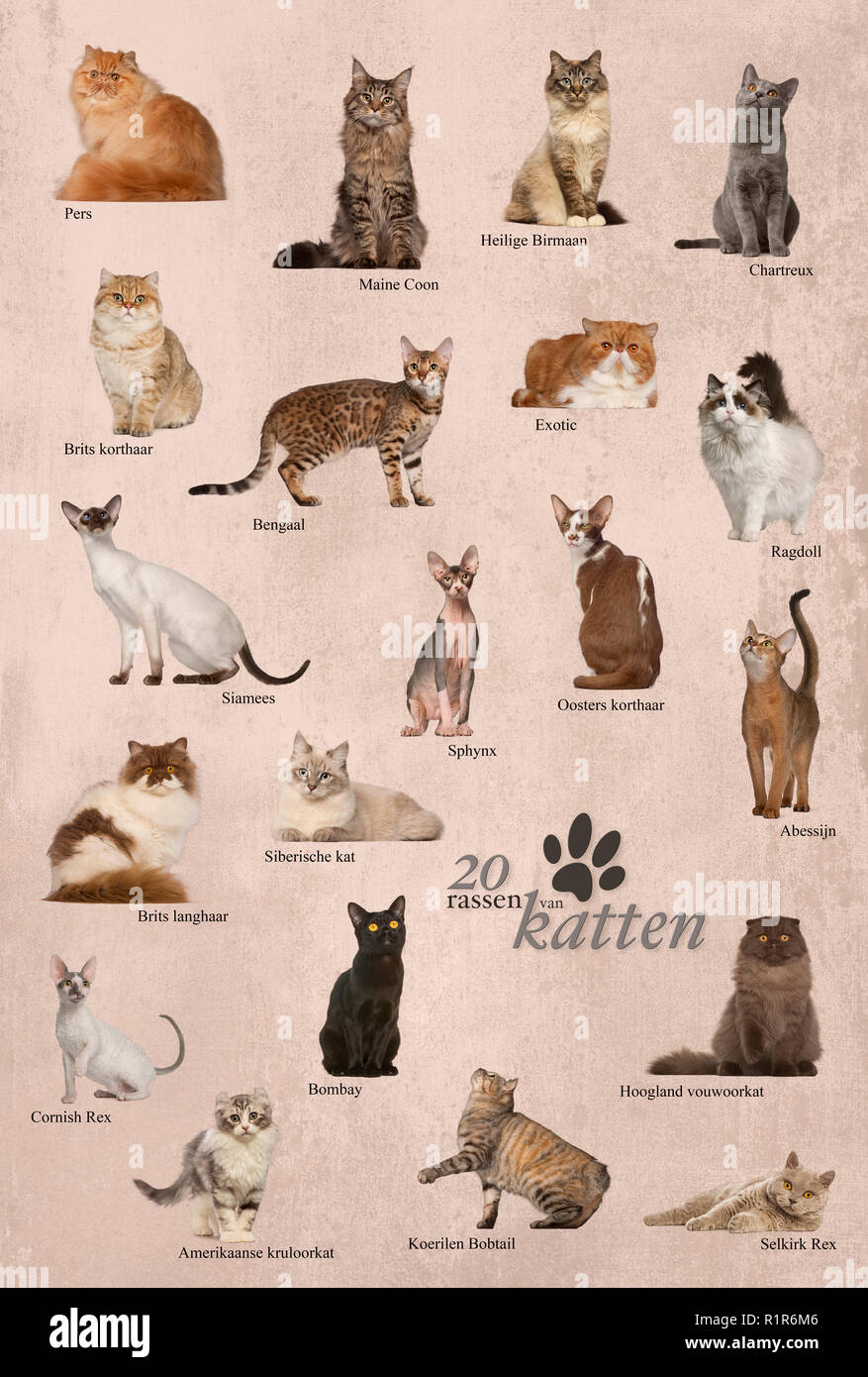 Cat breeds poster in Dutch Stock Photo - Alamy