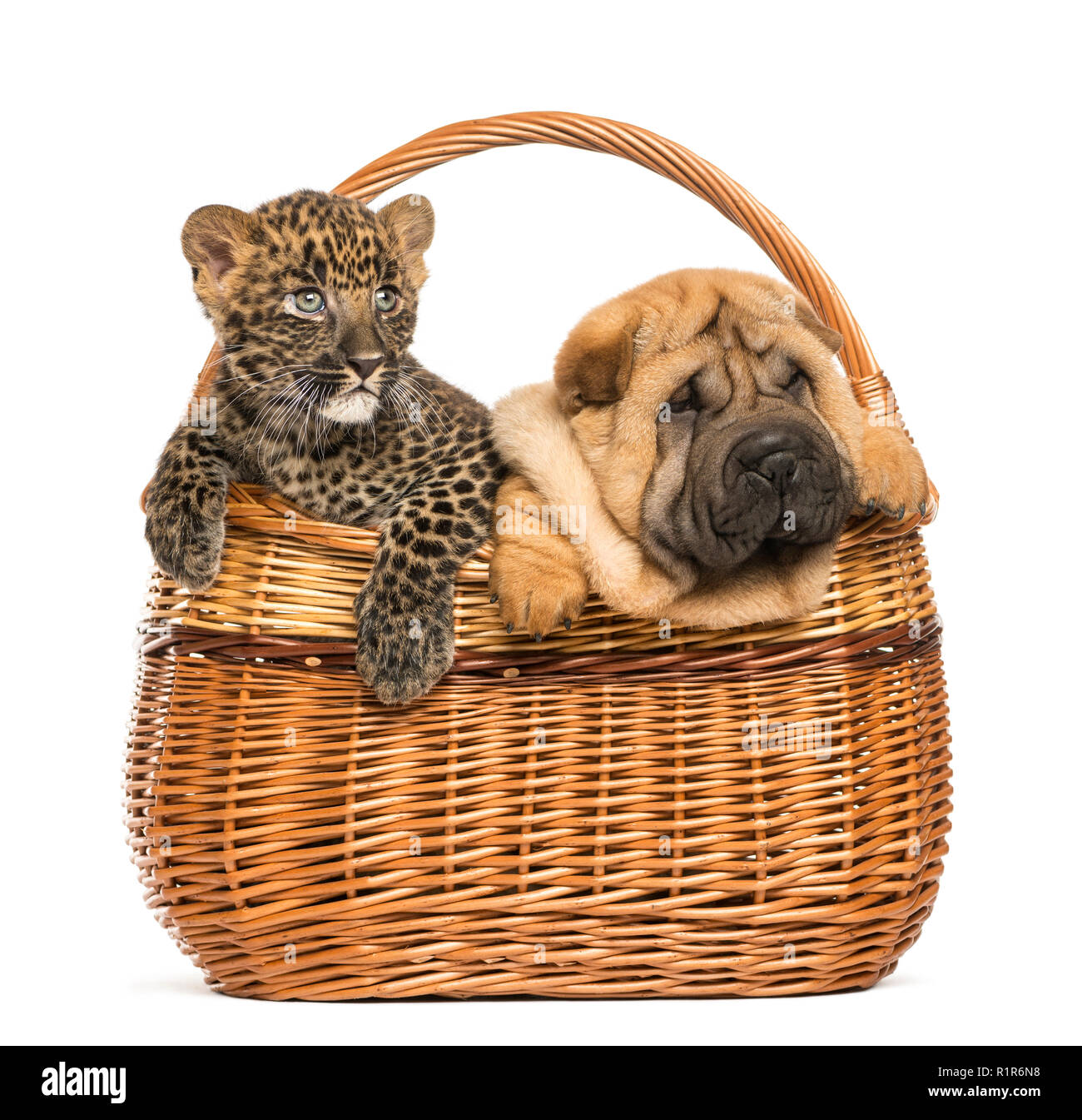 Sharpei puppy and spotted Leopard cub in a wicker basket, isolated on ...