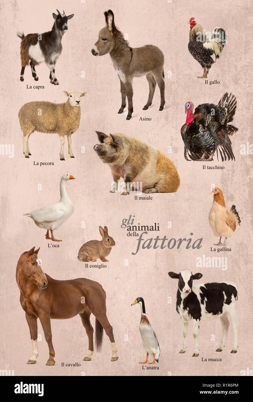 Educational poster with farm animal in Italian Stock Photo - Alamy
