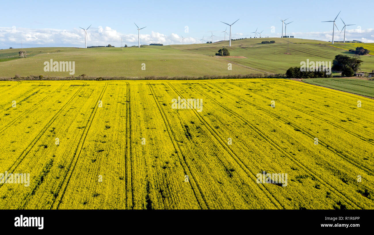 Blooming canola aerial hi-res stock photography and images - Alamy