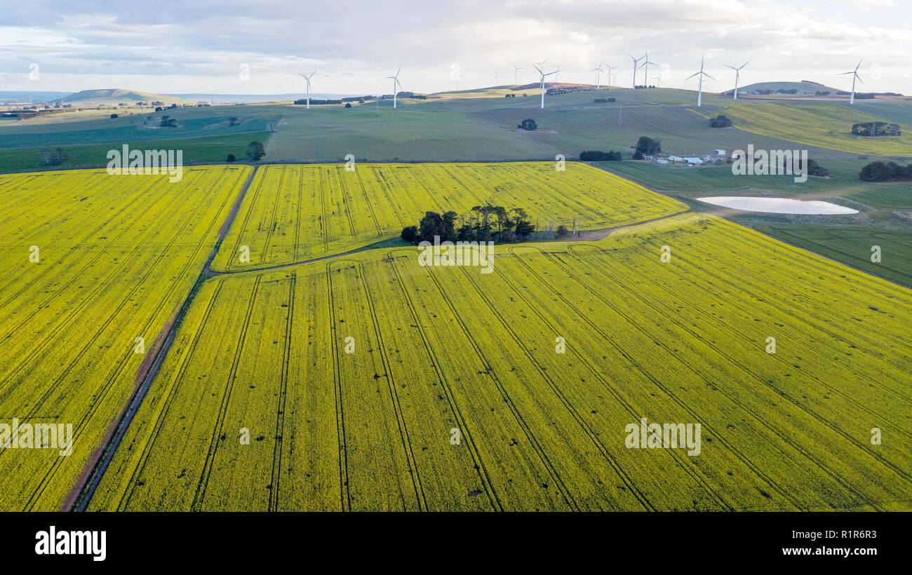 Beautiful sky over canola hi-res stock photography and images - Alamy
